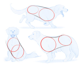 How to Draw Dogs | Art Rocket