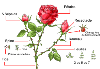 Comment dessiner une rose | Art Rocket