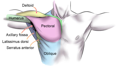 Realistic Full Body Muscle Drawing - Eddins Pried1962