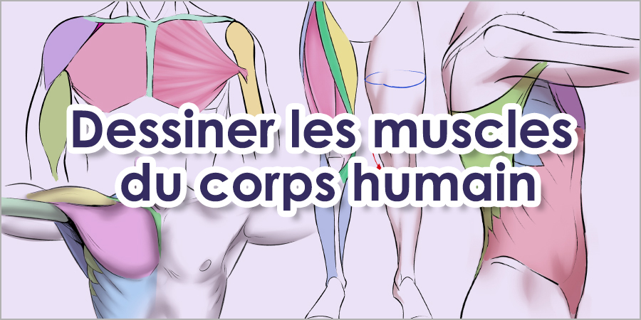 Dessin Des Formes Du Corps Masculin Image Vectorielle Corps Masculin