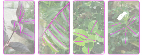 How to Draw Various Foliage with a Depth of Field | | Art Rocket