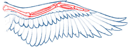 How to draw wings and winged creatures | Art Rocket