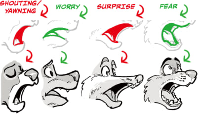 How To Draw Animal Heads & Snouts | Art Rocket