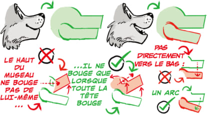 Comment dessiner des têtes et des museaux d’animaux | Art Rocket