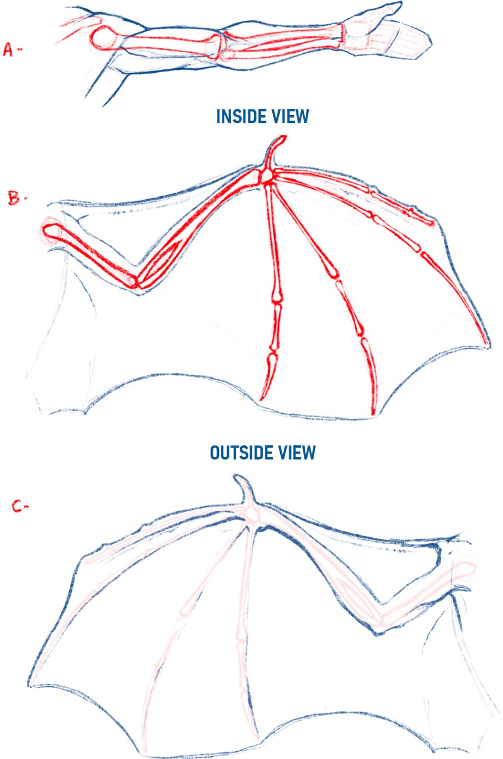 How to draw wings and winged creatures | Art Rocket