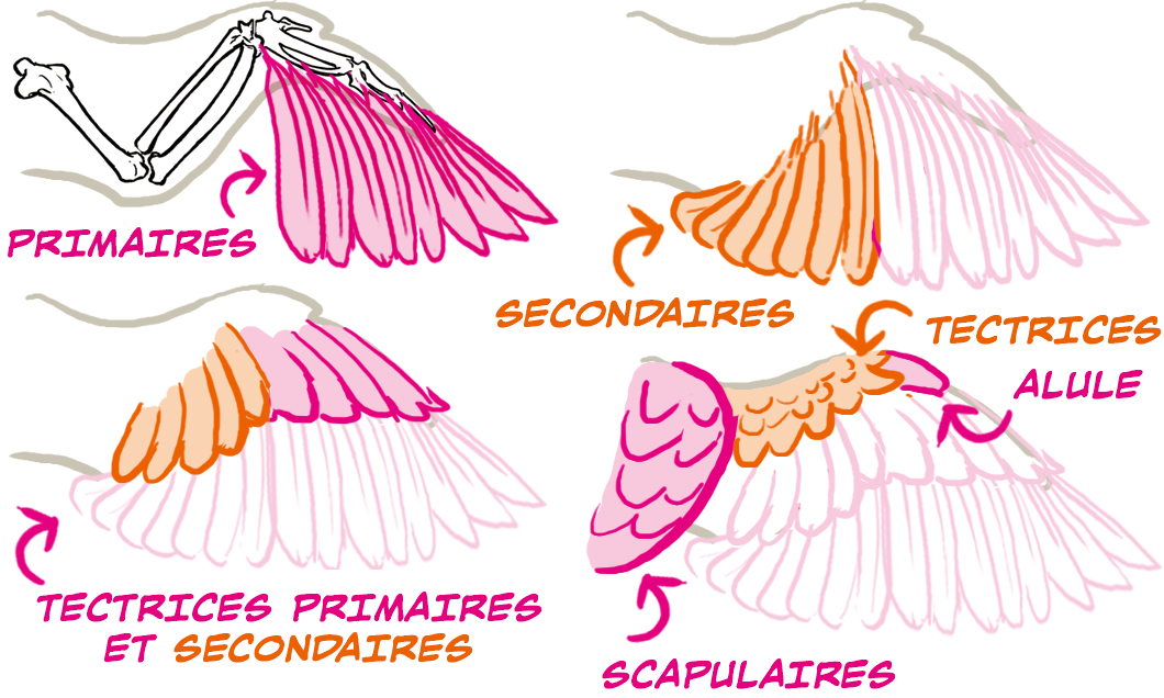 Comment dessiner des ailes d’oiseau | Art Rocket